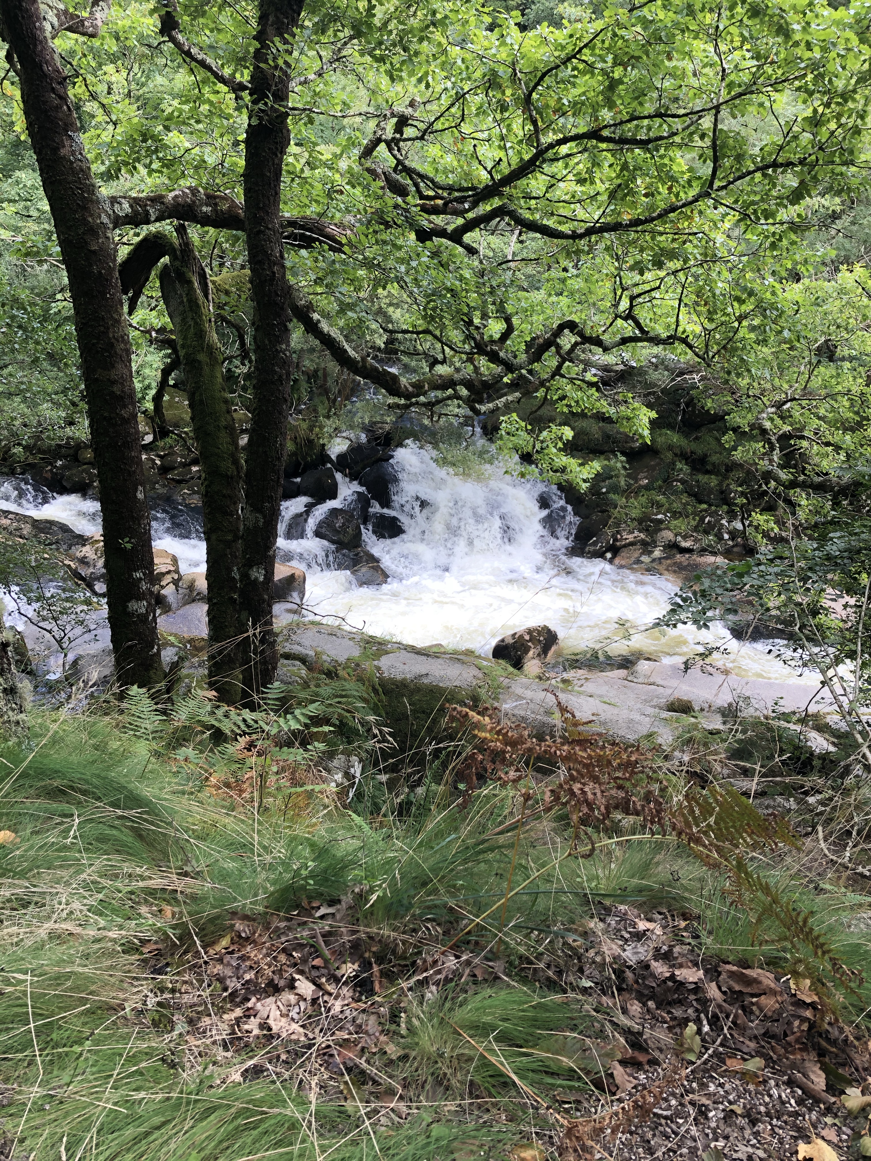 Wild Swimming at Sharrah Pool Dartmoor – Ruth Partridge